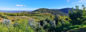 Visiter Tanneron France 2026. Guide Du Mimosa En Provence