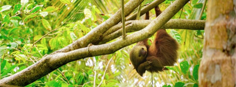 Visit Limón Costa Rica 2026: Top 5 Must-See Attractions