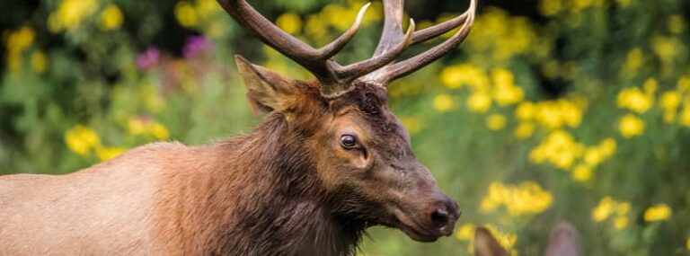 9 Unmissable Pigeon Forge Attractions For A Fun-Packed Vacation